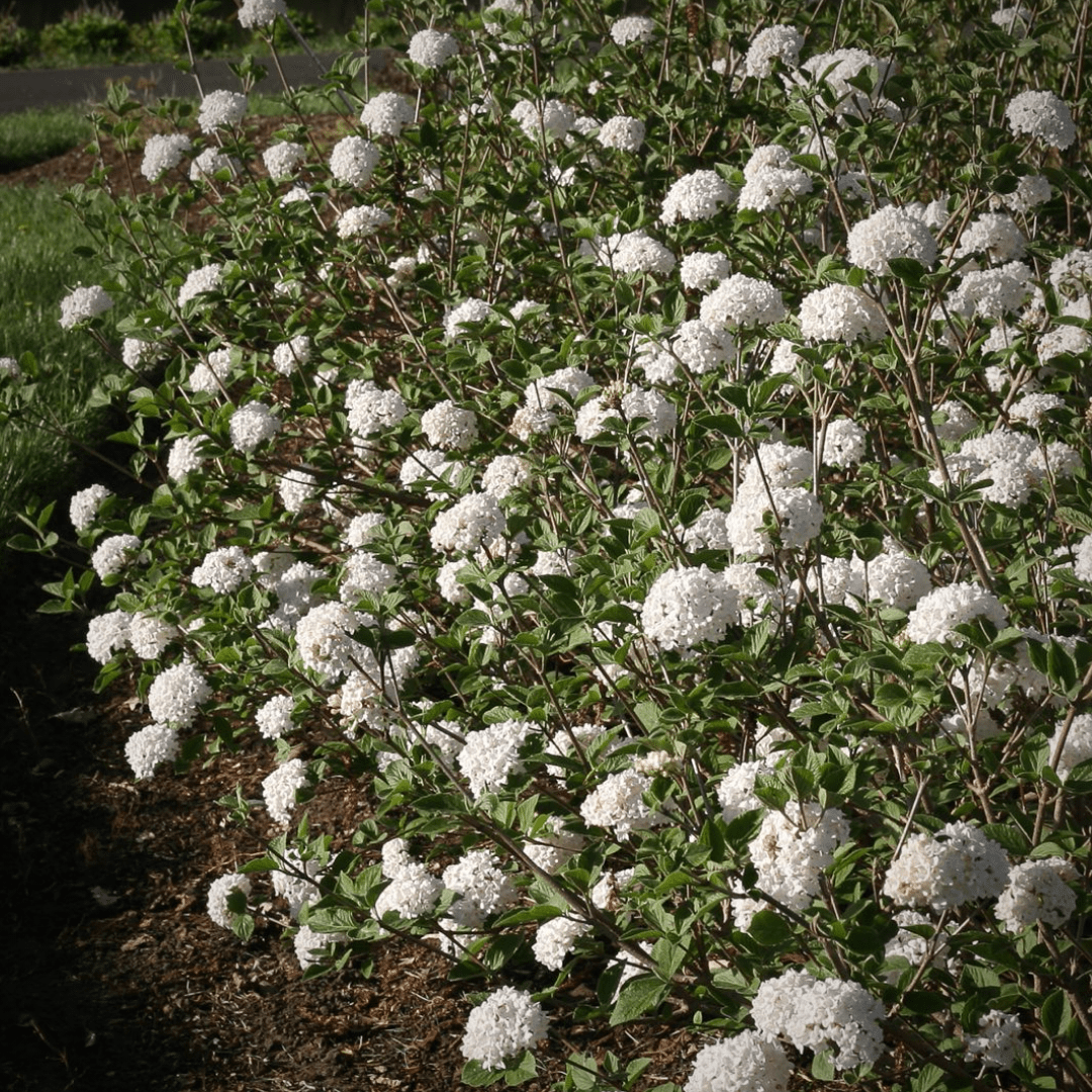 Spice Baby Viburnum – manscaped654165468.com